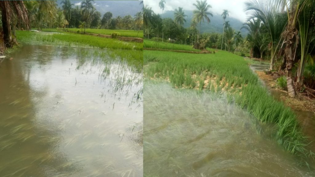 Air Cendam Meluap, Puluhan Hektare Sawah di Karang Anyar Terendam - bengkulusatu.com